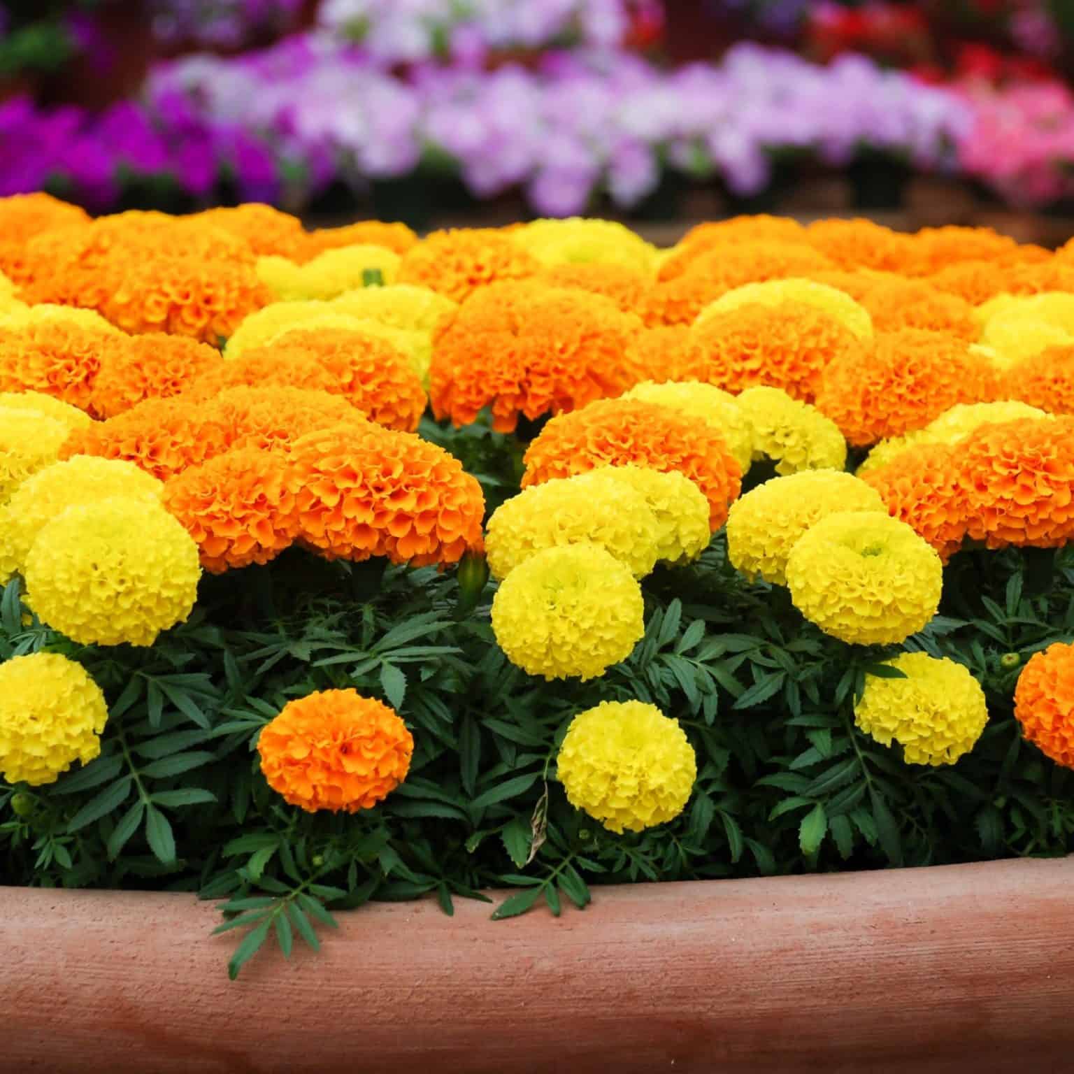 The Perfect Flowers For Hispanic Heritage Month - Norton's Florist