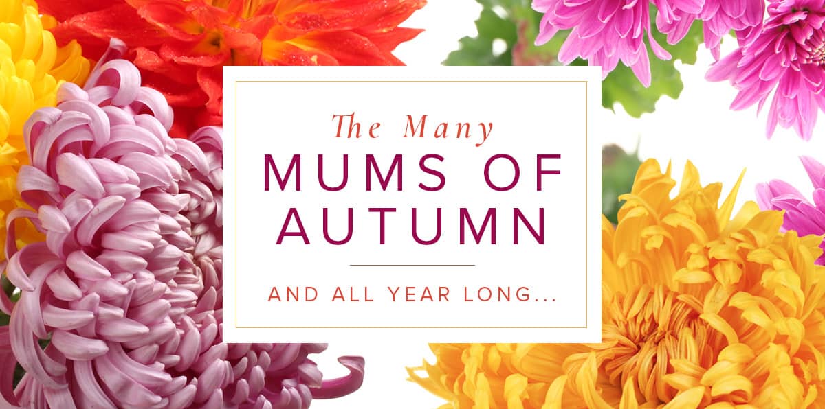 Bring The Natural Beauty and Benefit Of Mums Indoors For Fall - Norton ...